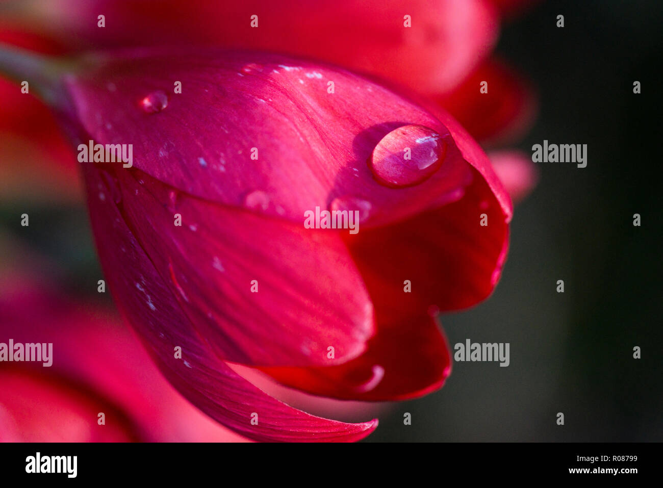 Rain drops on the petals of a crimson flag lily 'Major' (Hesperantha ...
