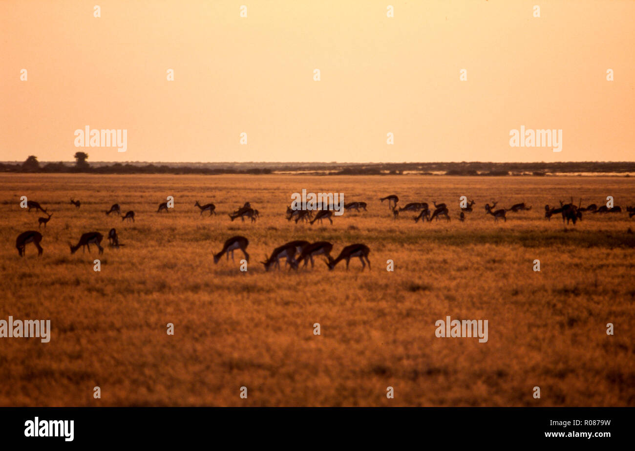 Springbok (Antidorcas marsupialis), Central Kalahari Game Reserve ...