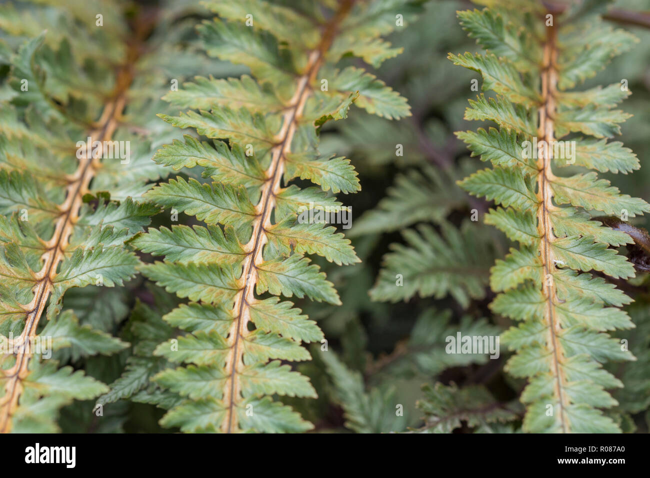 Bronze colour texture hi-res stock photography and images - Alamy