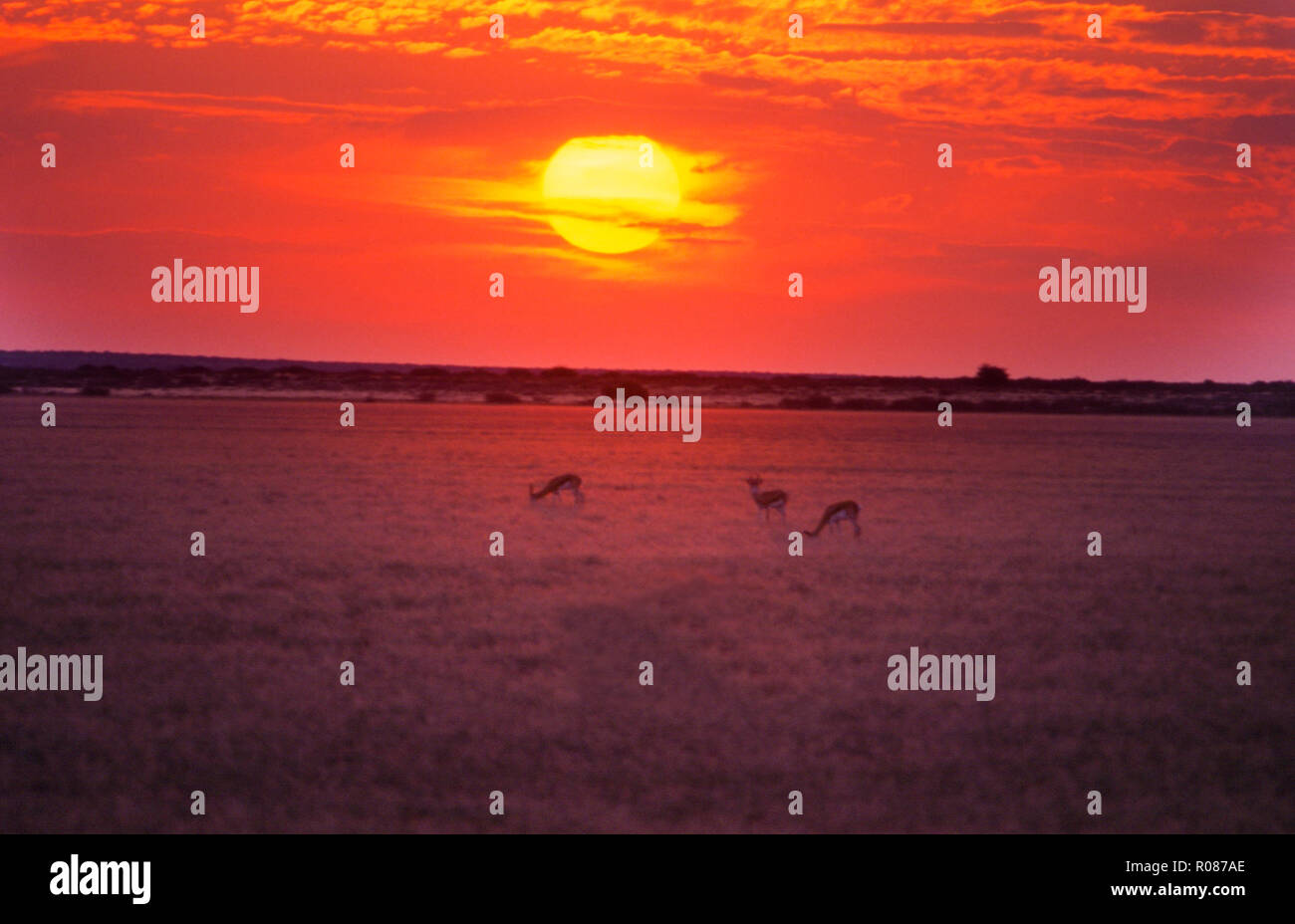 Piper Pan, Central Kalahari Game Reserve, Ghanzi, Botswana, Africa ...