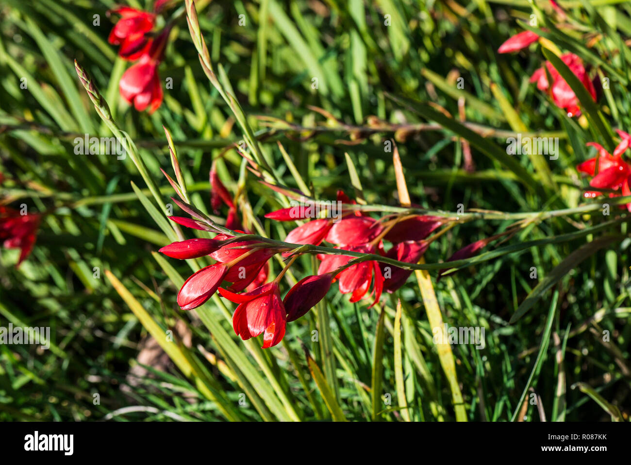 A crimson flag lily 'Major' (Hesperantha coccinea 'Major' Stock Photo ...