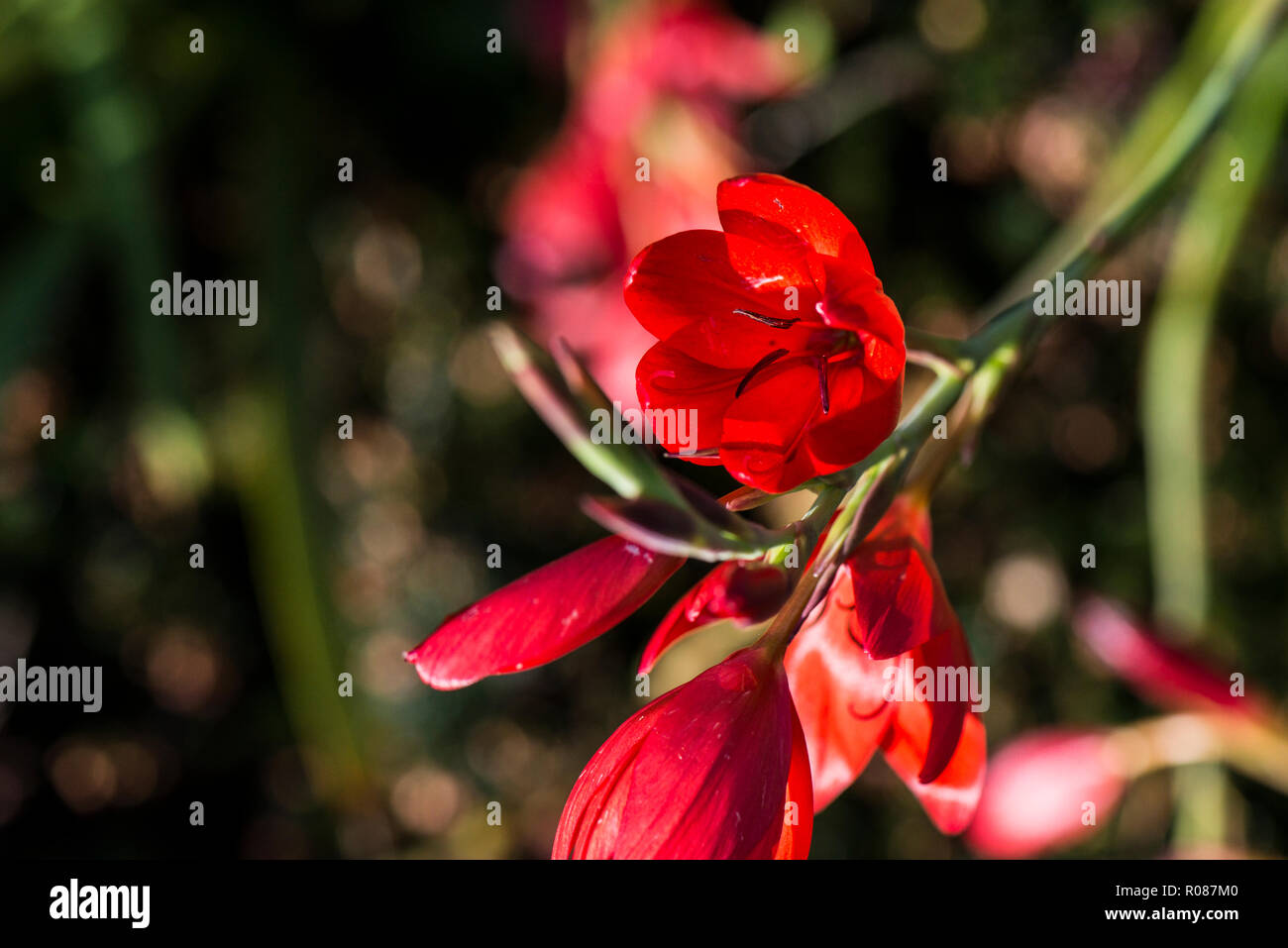 The flowers of a crimson flag lily 'Major' (Hesperantha coccinea 'Major ...