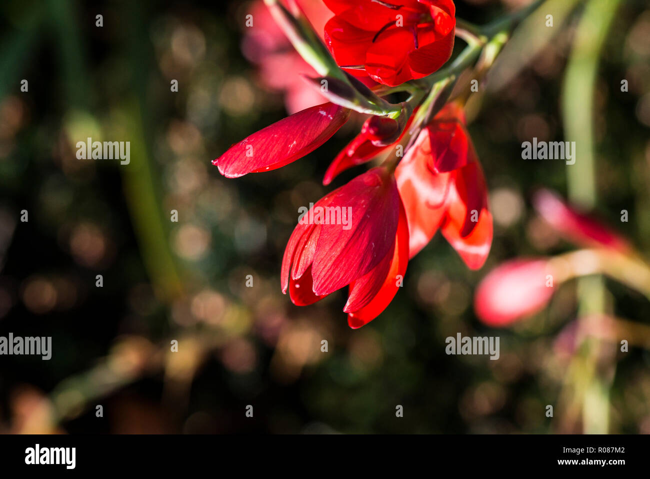 The flowers of a crimson flag lily 'Major' (Hesperantha coccinea 'Major ...