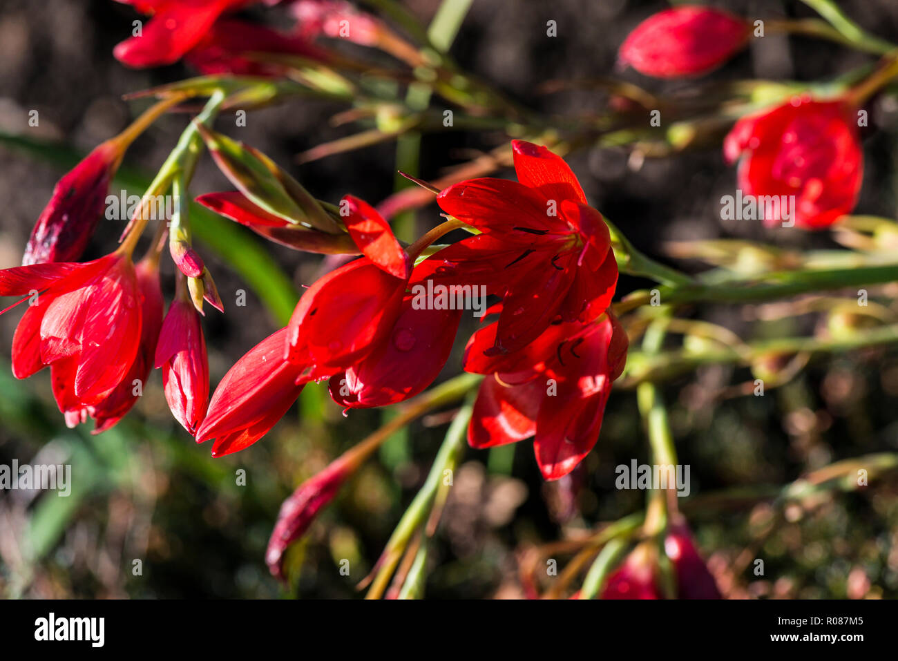 The flowers of a crimson flag lily 'Major' (Hesperantha coccinea 'Major ...