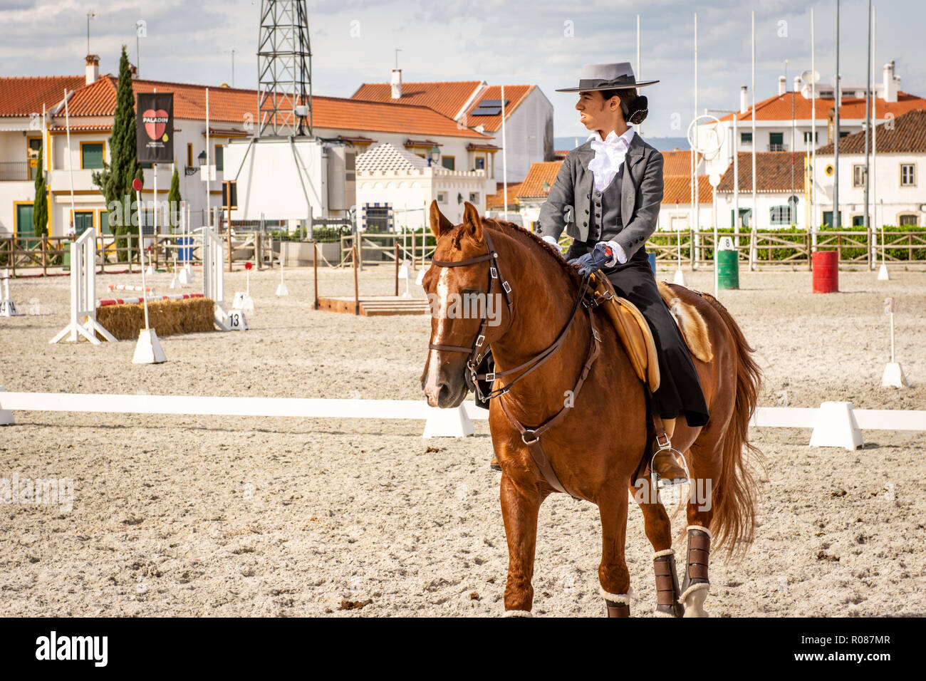 Portuguese horse breed hi-res stock photography and images - Alamy