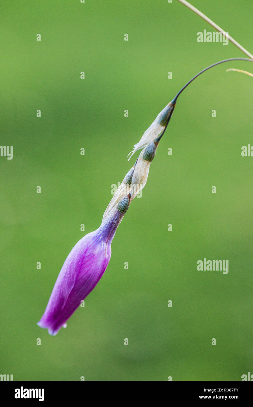 The flowers of an angel's fishing rod (Dierama pulcherrimum Stock Photo ...