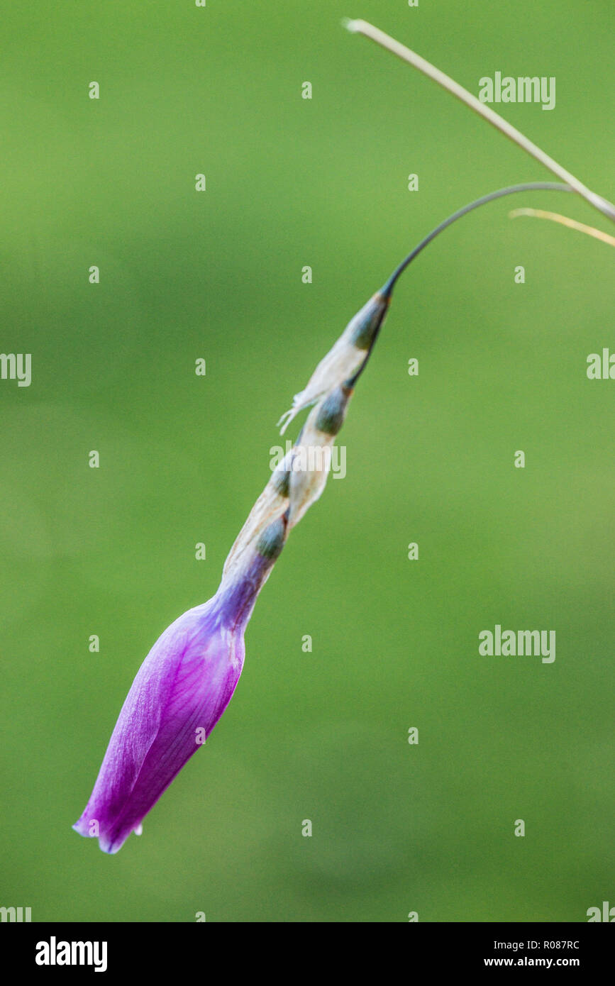 Dierama pulcherrimum angels fishing rod hi-res stock photography and ...