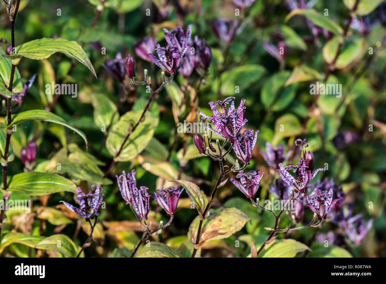 The purple flowers of a toad lily (Tricyrtis formosana Stock Photo - Alamy