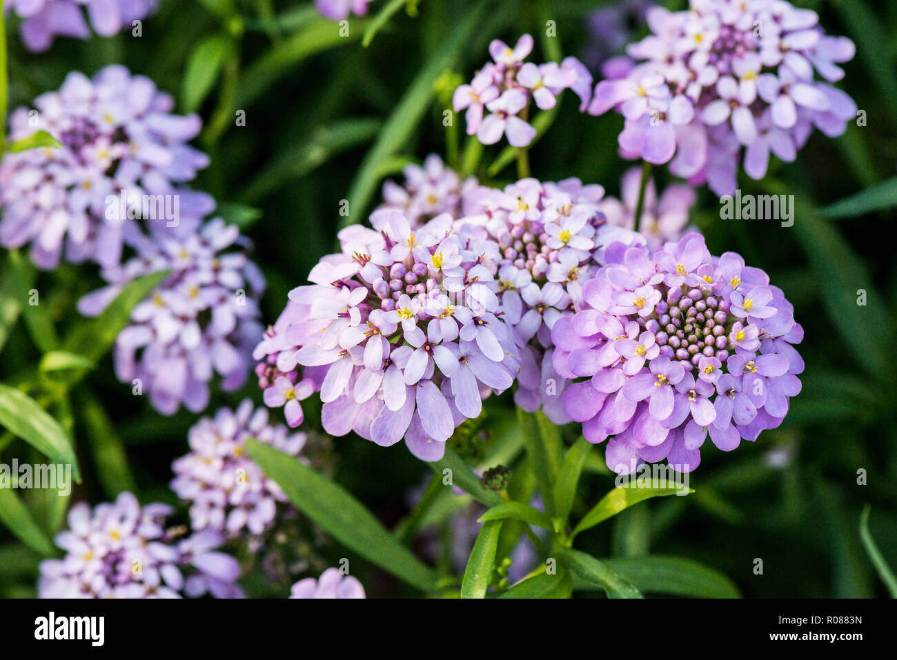 The flowers of a candytuft plant (Iberis Stock Photo - Alamy