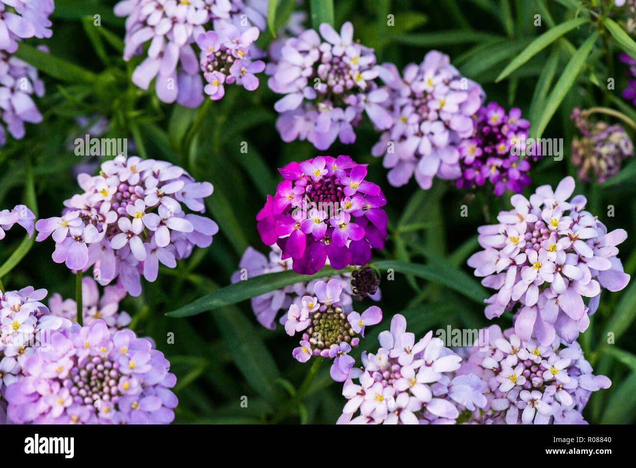 The flowers of a candytuft plant (Iberis Stock Photo - Alamy