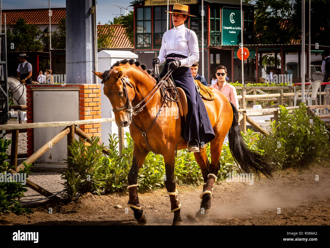 Lusitano horse portugal hi-res stock photography and images - Alamy