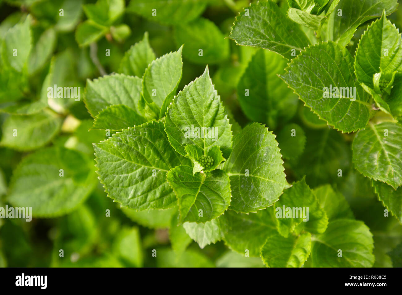 New leaves that are born in spring over a shrub used as an ornamental ...