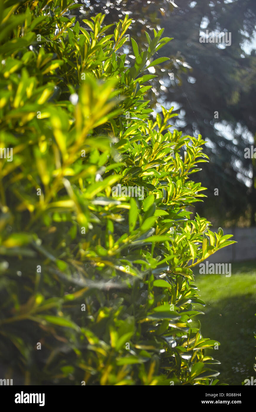 Ornamental plant in a garden at spring with warm and harmonious colors ...