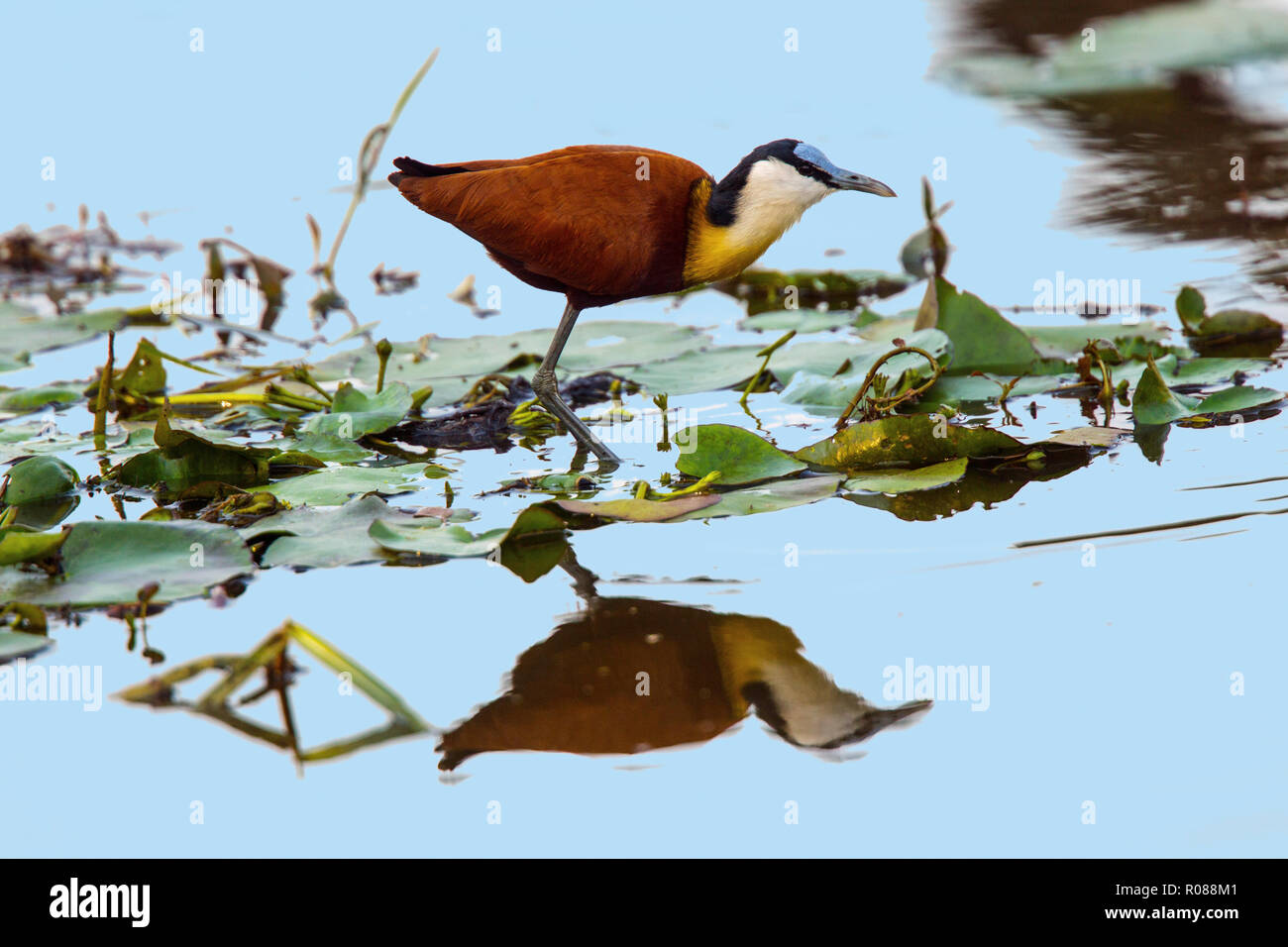 African Jacana Actophilornis africanus Skakuza Camp, Kruger National ...