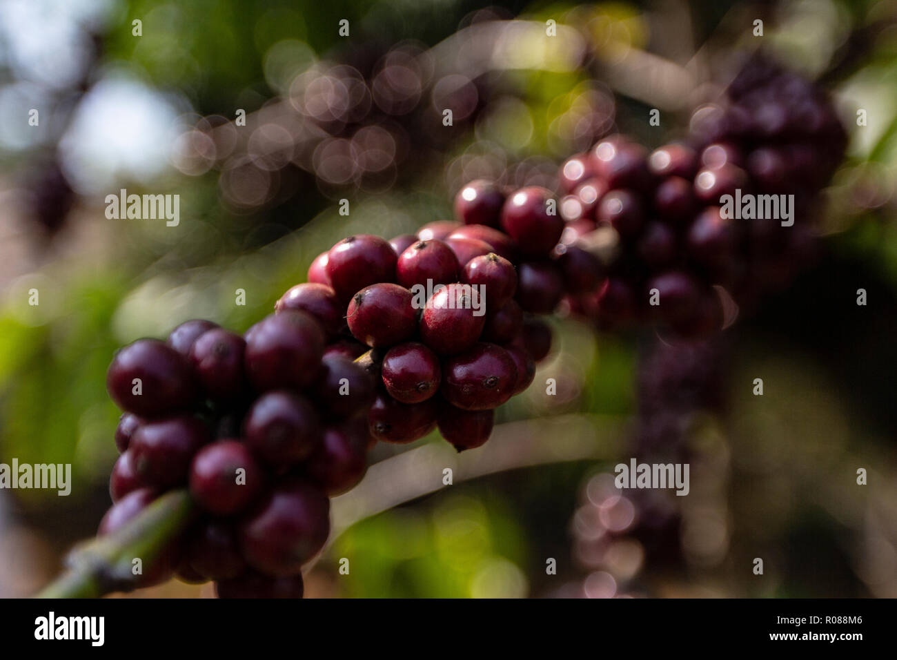 Bolaven plateau coffee hi-res stock photography and images - Alamy