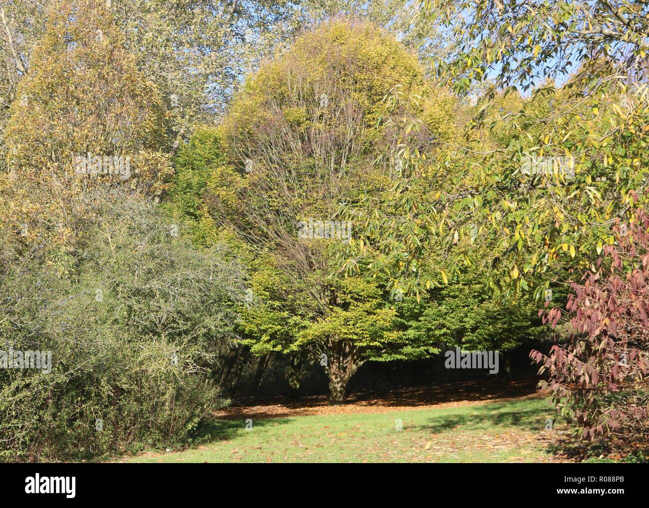 Cobtree Manor Park , Kent Stock Photo - Alamy