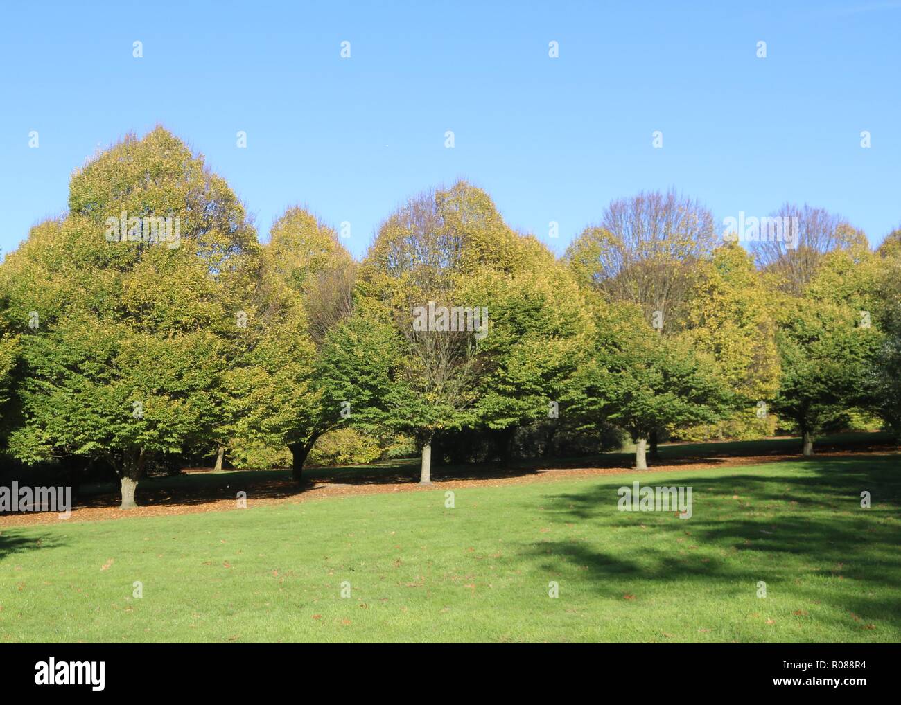 Cobtree Manor Park , Kent Stock Photo - Alamy