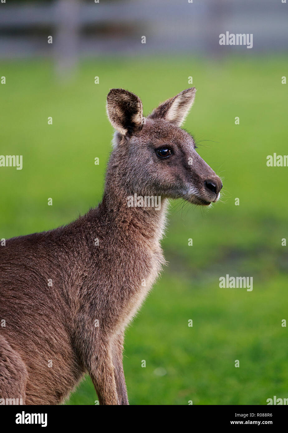 Lovely kangaroo , Australia Stock Photo - Alamy