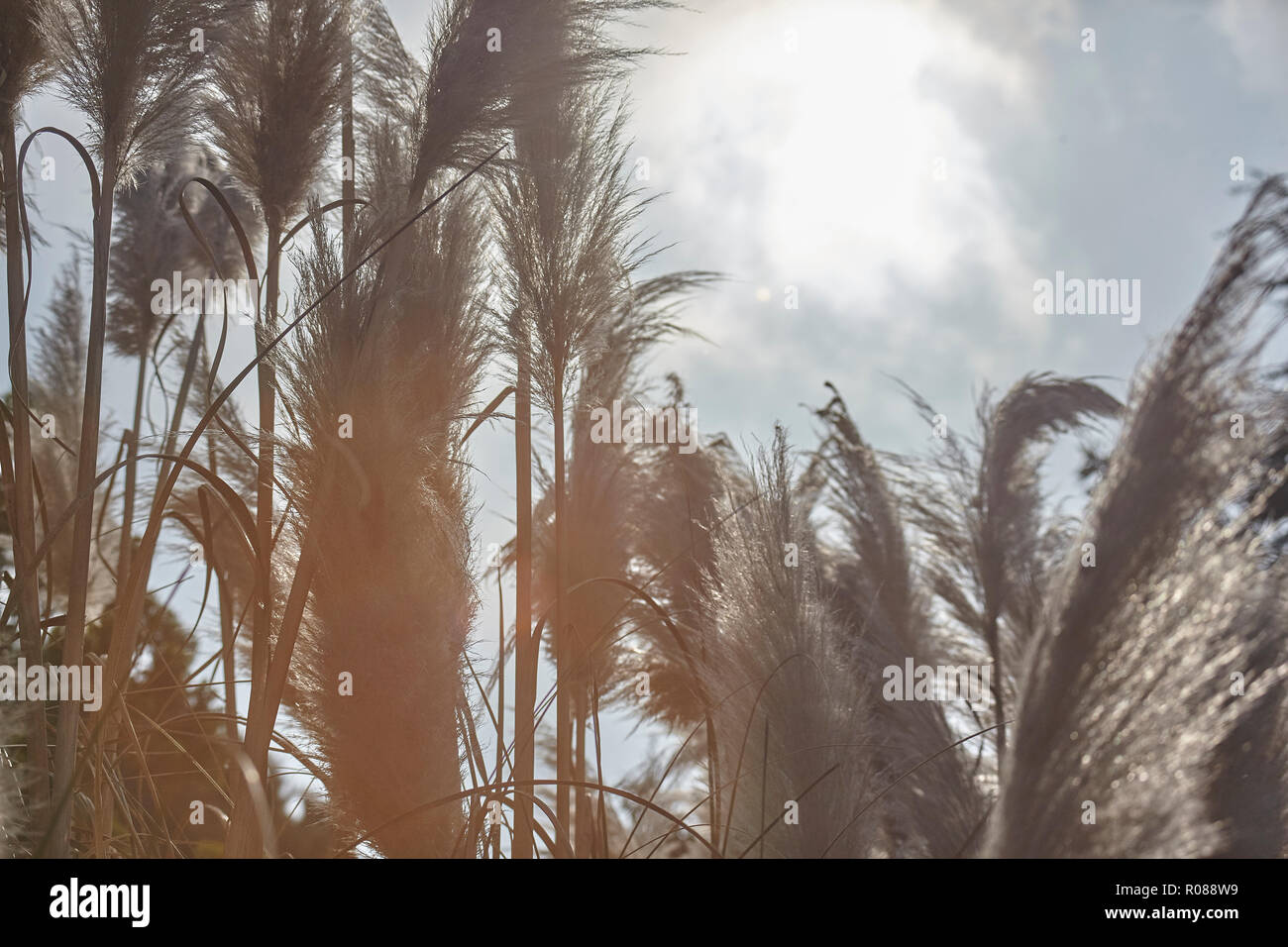 Typical feathers of the pampas grass backlit Stock Photo - Alamy