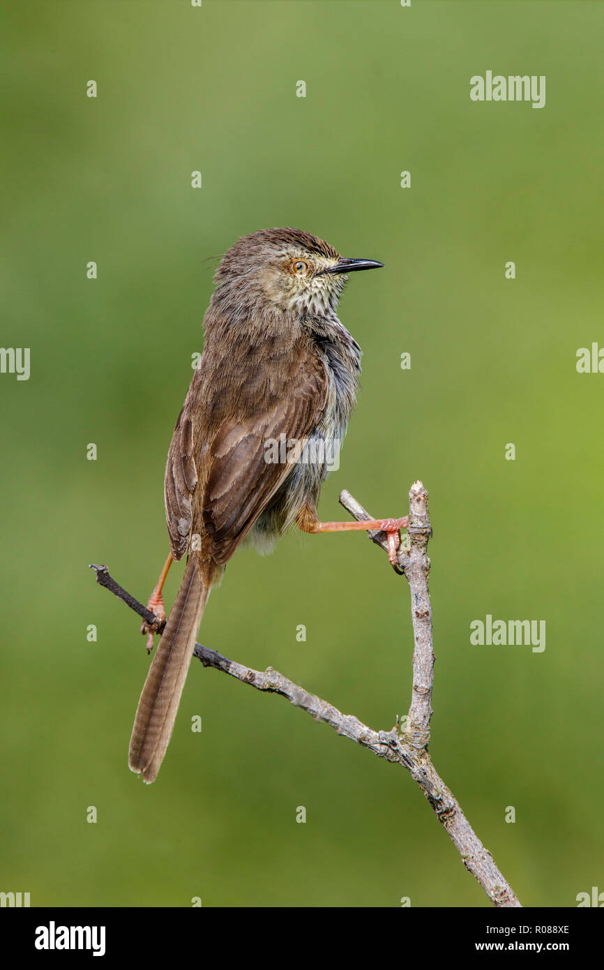 Karoo Prinia Prinia maculosa Cape Town, Western Cape District, South Africa 1 September 2018 ...