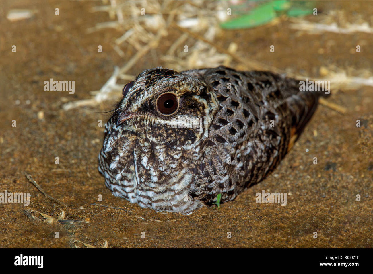 Swamp nightjar hi-res stock photography and images - Alamy