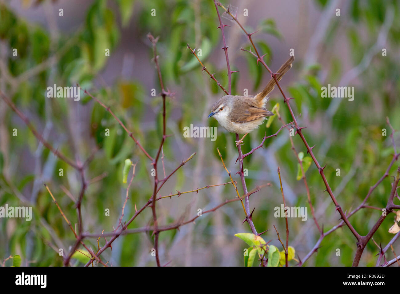 Tawny-flanked Prinia Prinia subflava Malelane, Mpumalanga, South Africa ...