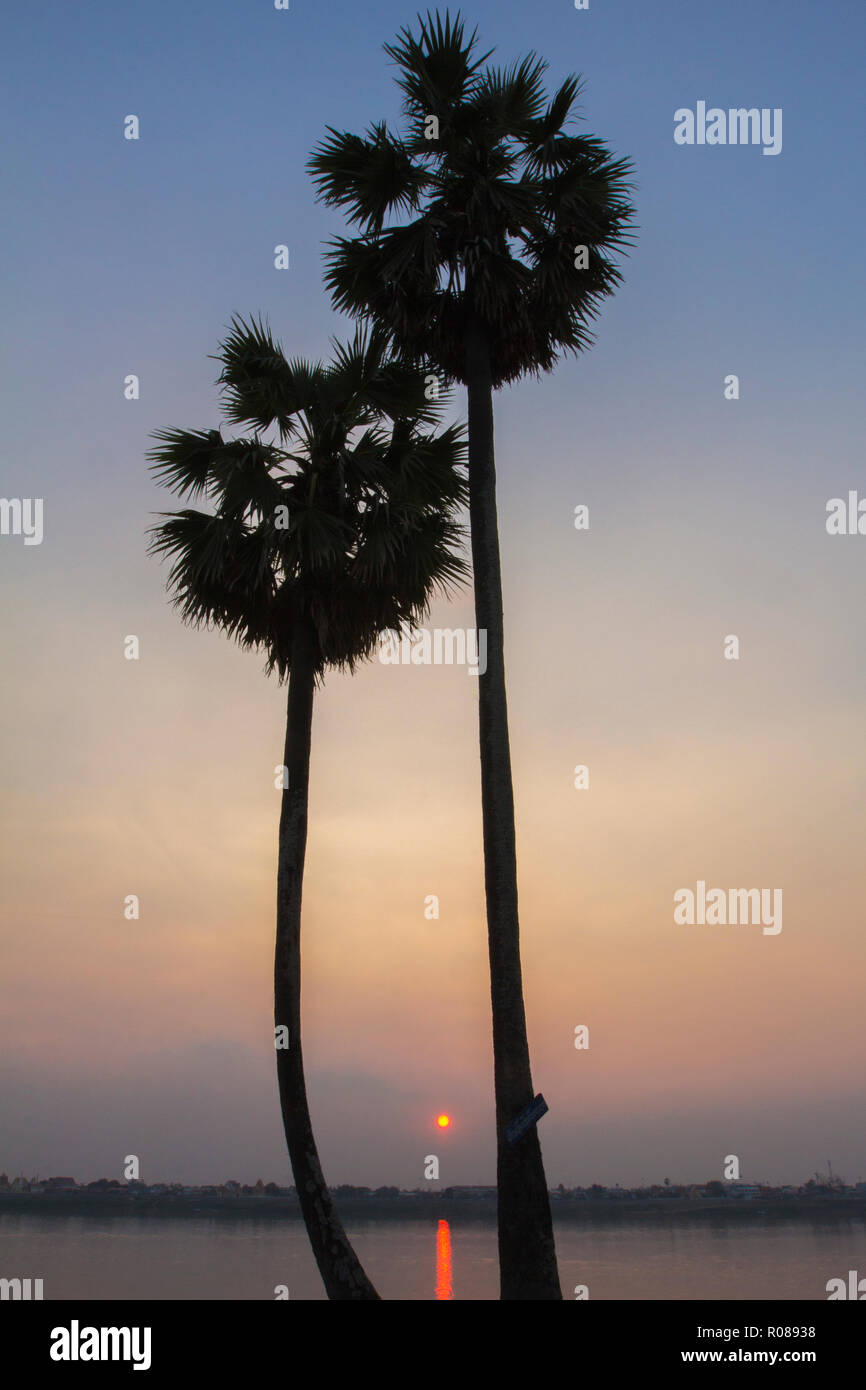 Palm Trees, Mekong River at sunset, Thakhet, Laos Stock Photo - Alamy