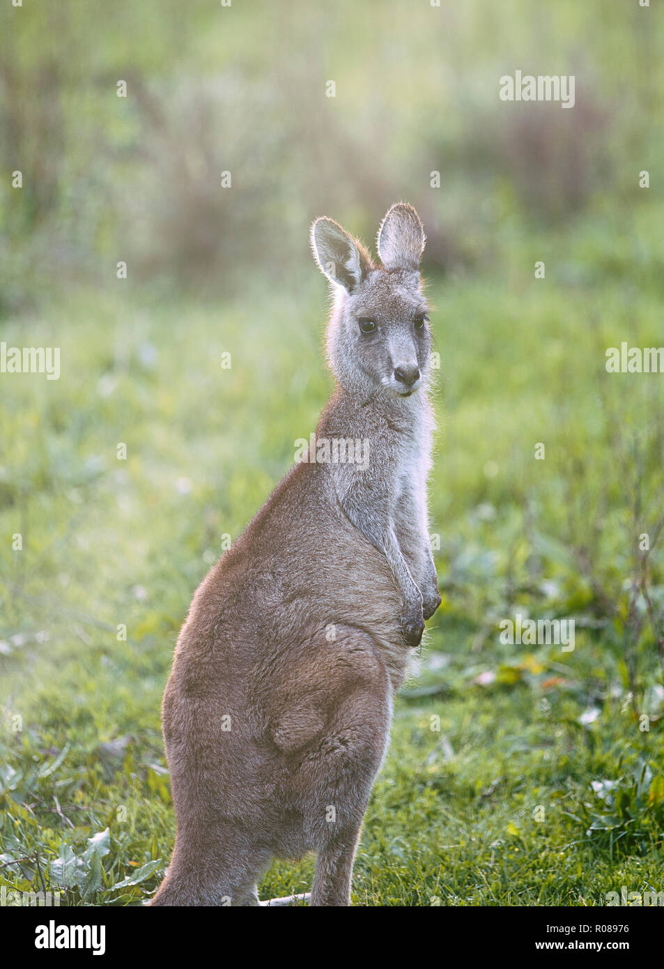 Kangaroo foot hi-res stock photography and images - Alamy