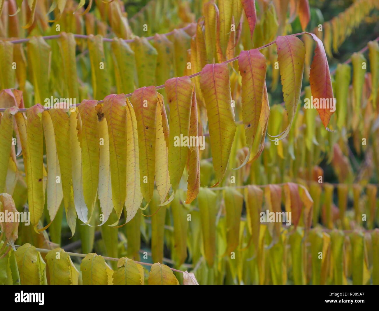 Close up image of colorful leaves during day light in autumn Stock ...