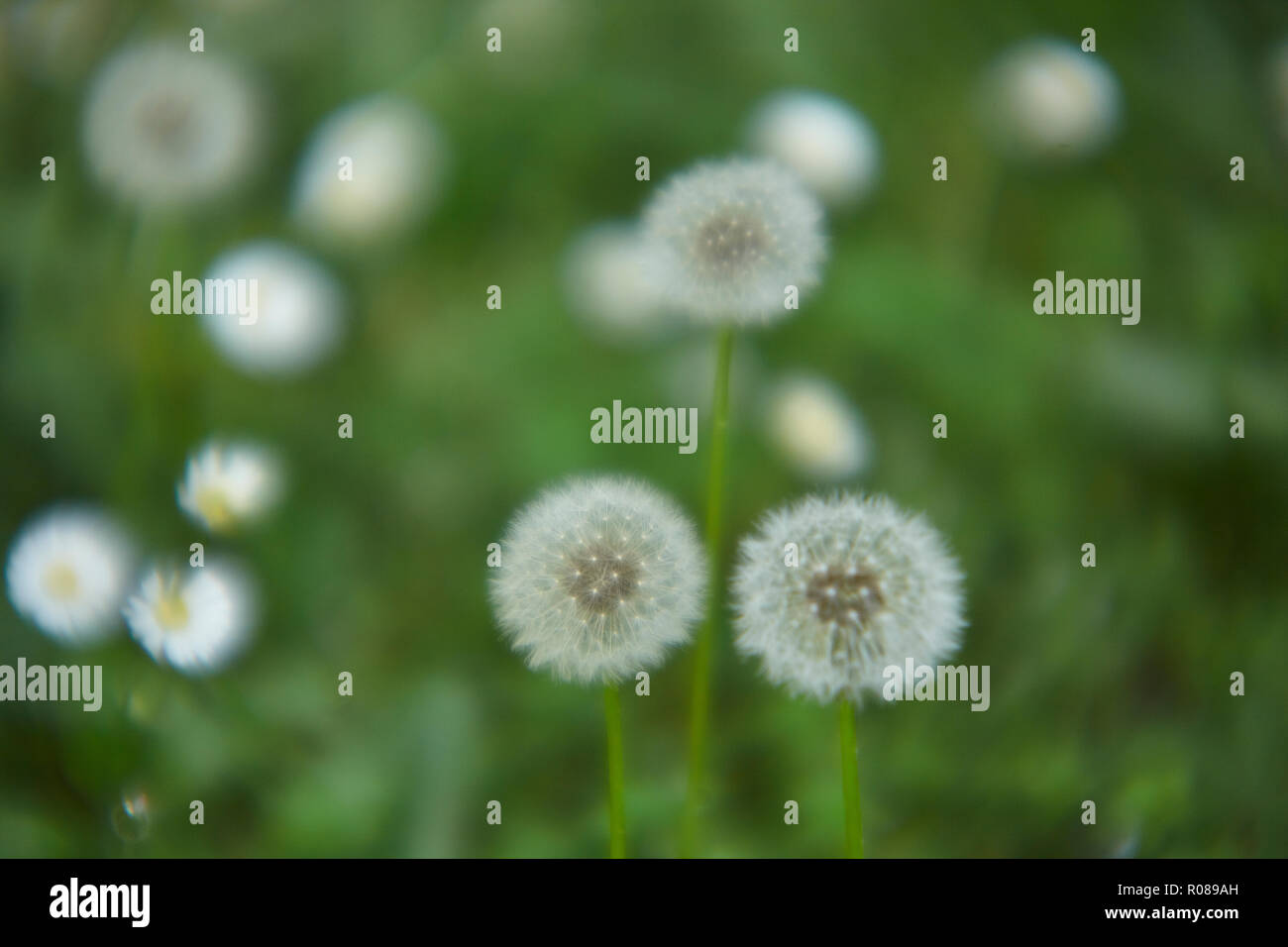 Three dandelions in their period of infruttiscence, ready for ...