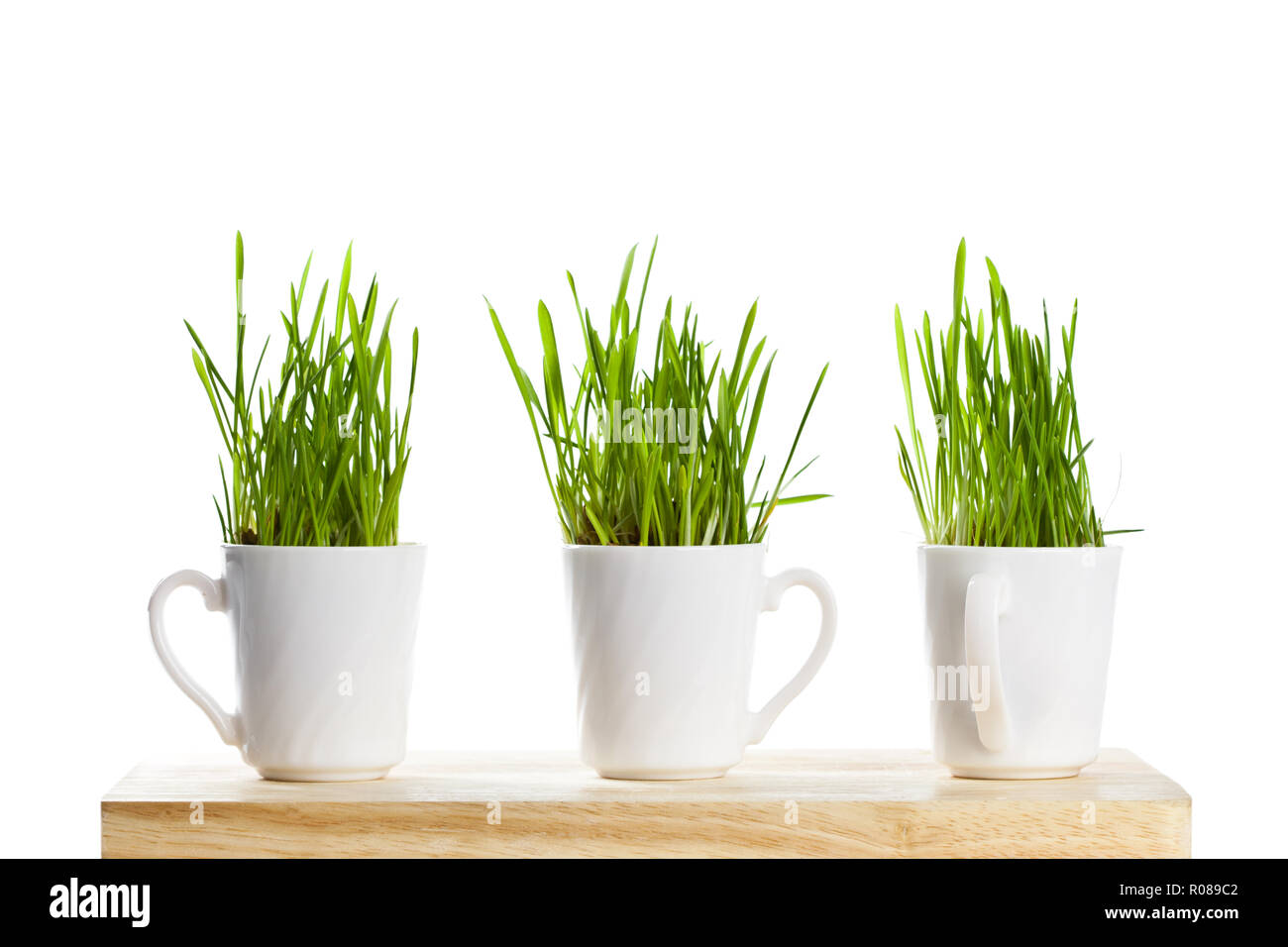 fresh green grass in coffee cups isolated on white background (sample ...