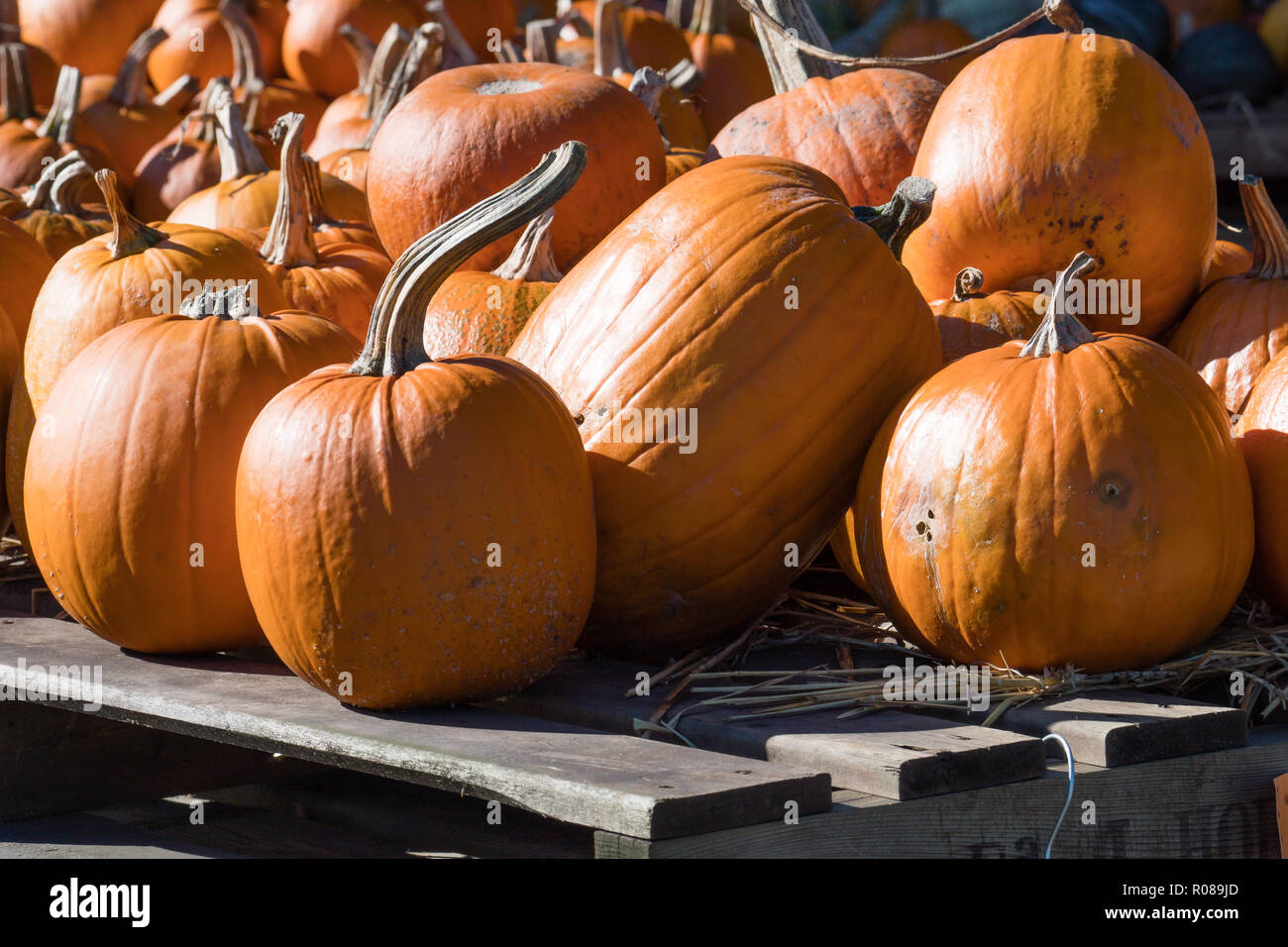 Giant vegetable display hi-res stock photography and images - Alamy