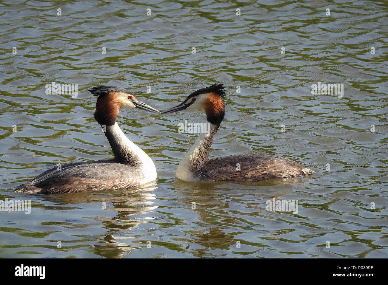 Mating colors hi-res stock photography and images - Alamy
