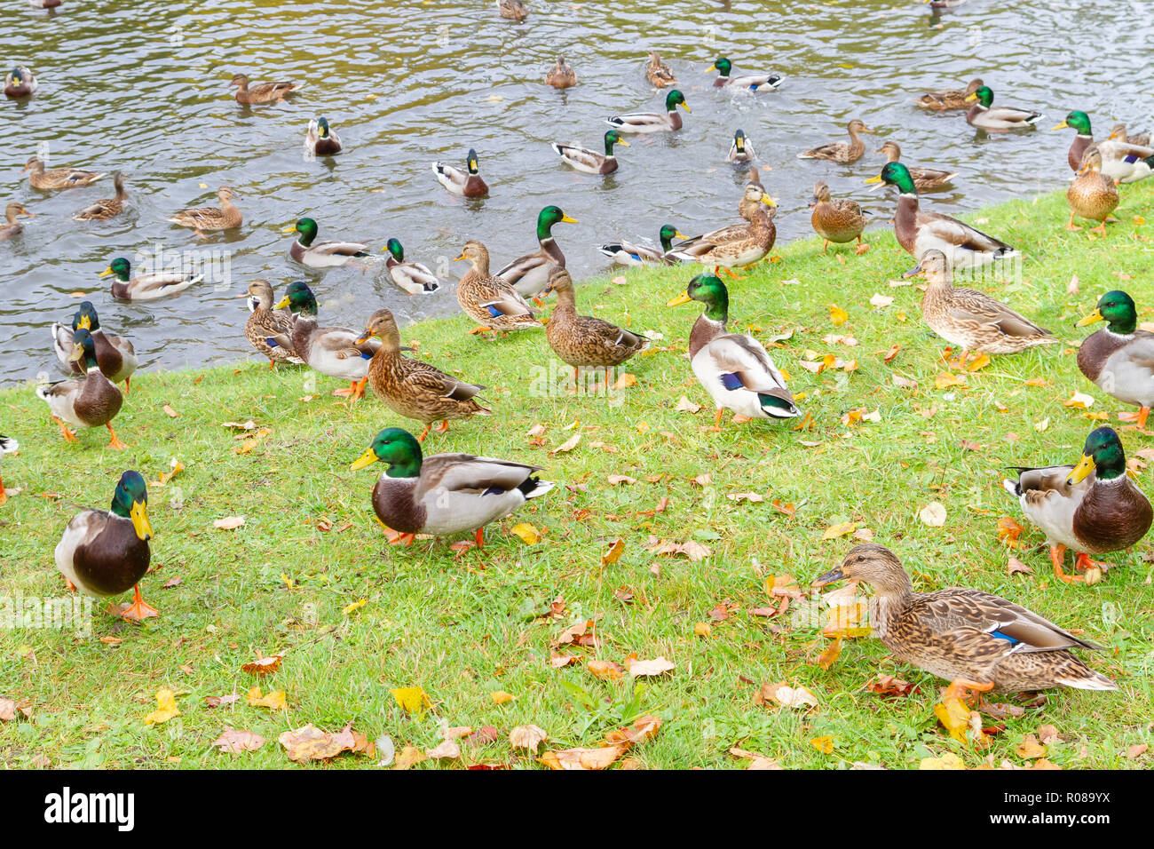 Ducks at the lake in the fall on the stairs Stock Photo - Alamy