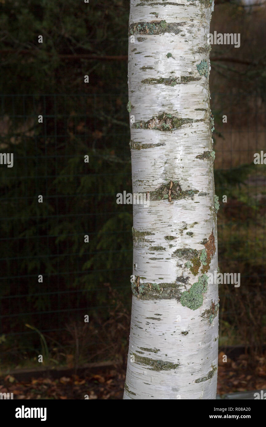 The bark of a white birch tree is closely photographed Stock Photo - Alamy