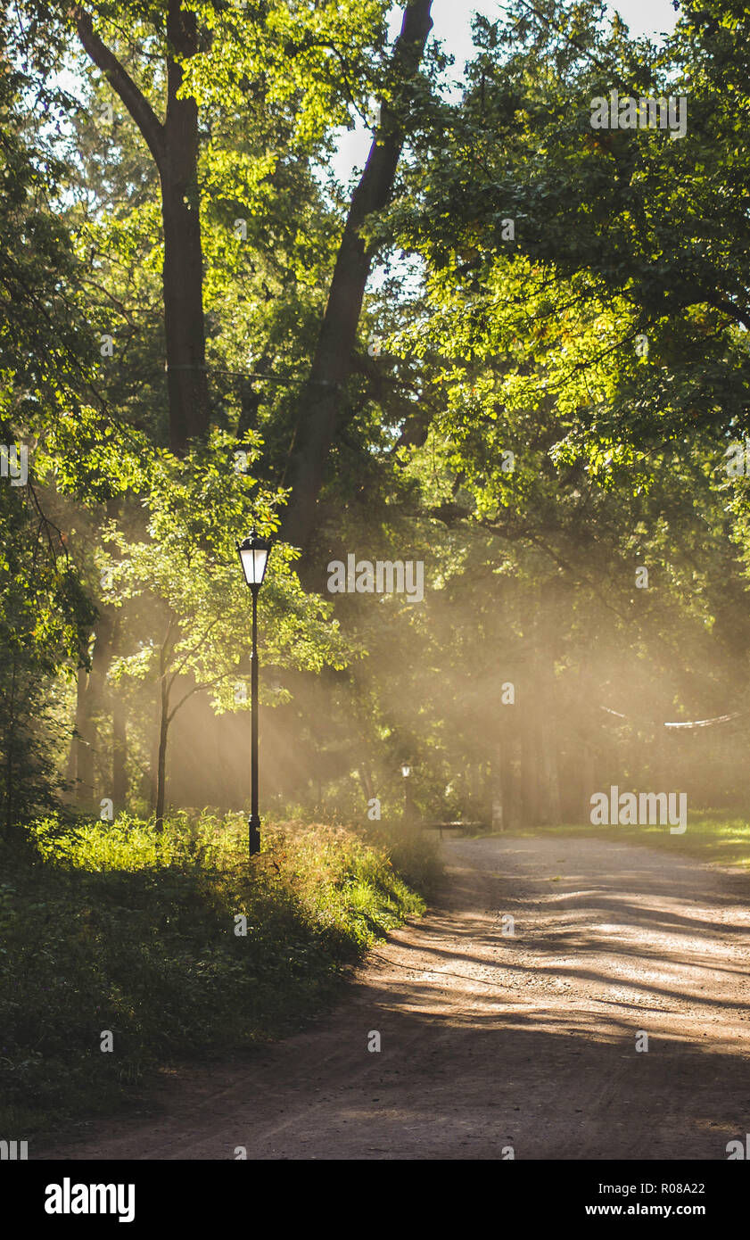 beautiful morning light in public park with green grass field. Morning ...