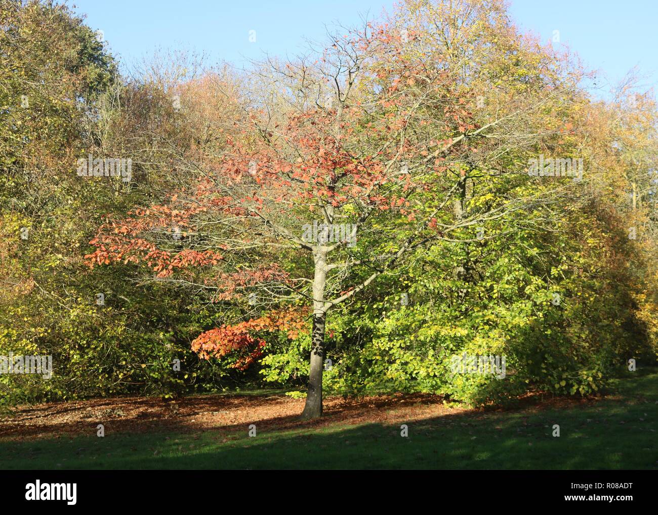 Cobtree Manor Park , Kent Stock Photo - Alamy