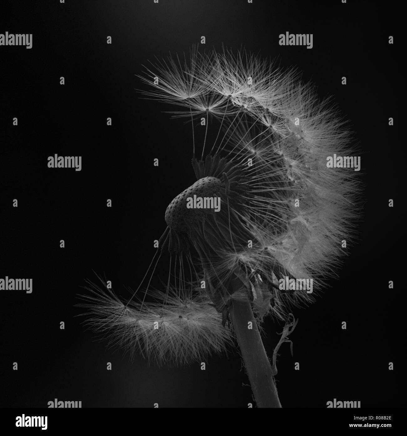 Moon flower Black and White Stock Photos & Images - Alamy