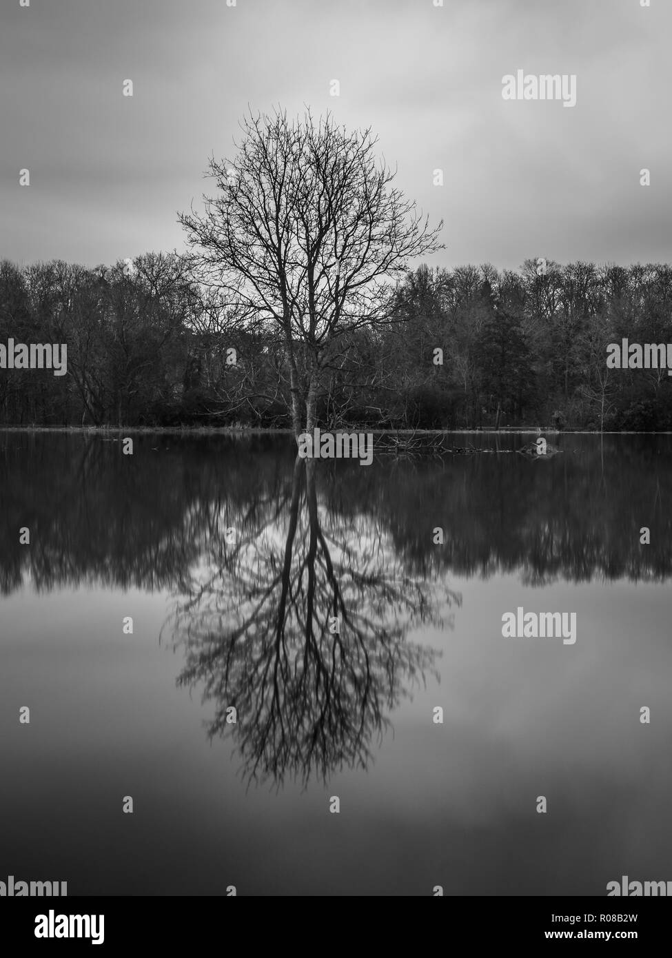 Tree on lake shore, mirror effect Stock Photo - Alamy