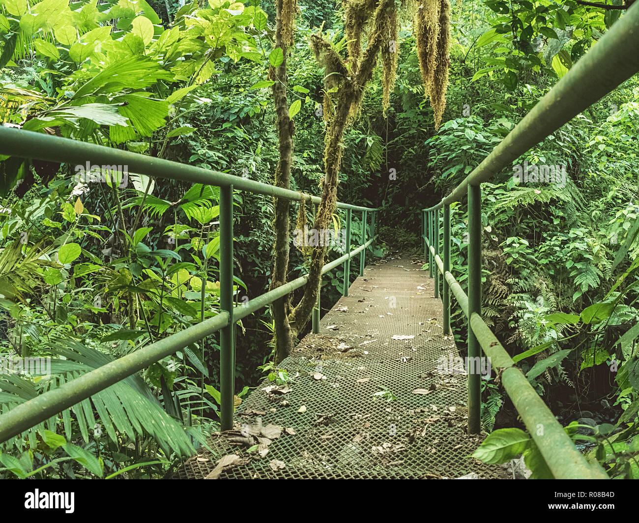 Bridge in tropical forest hi-res stock photography and images - Alamy