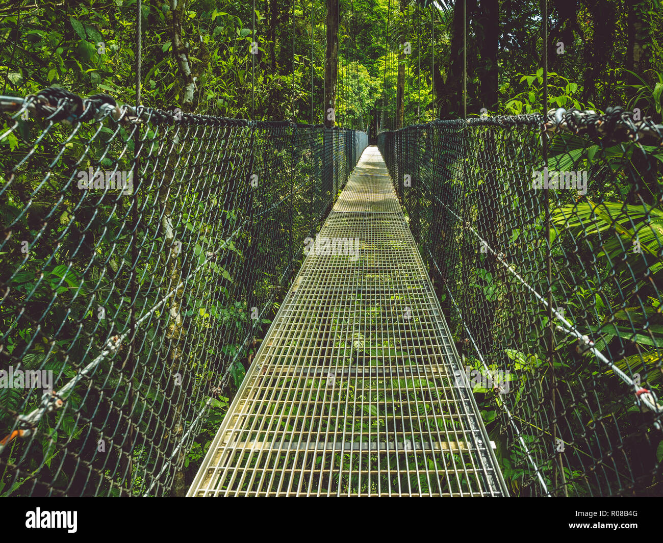 Face his fear on a suspension bridge in the rainforest Stock Photo - Alamy