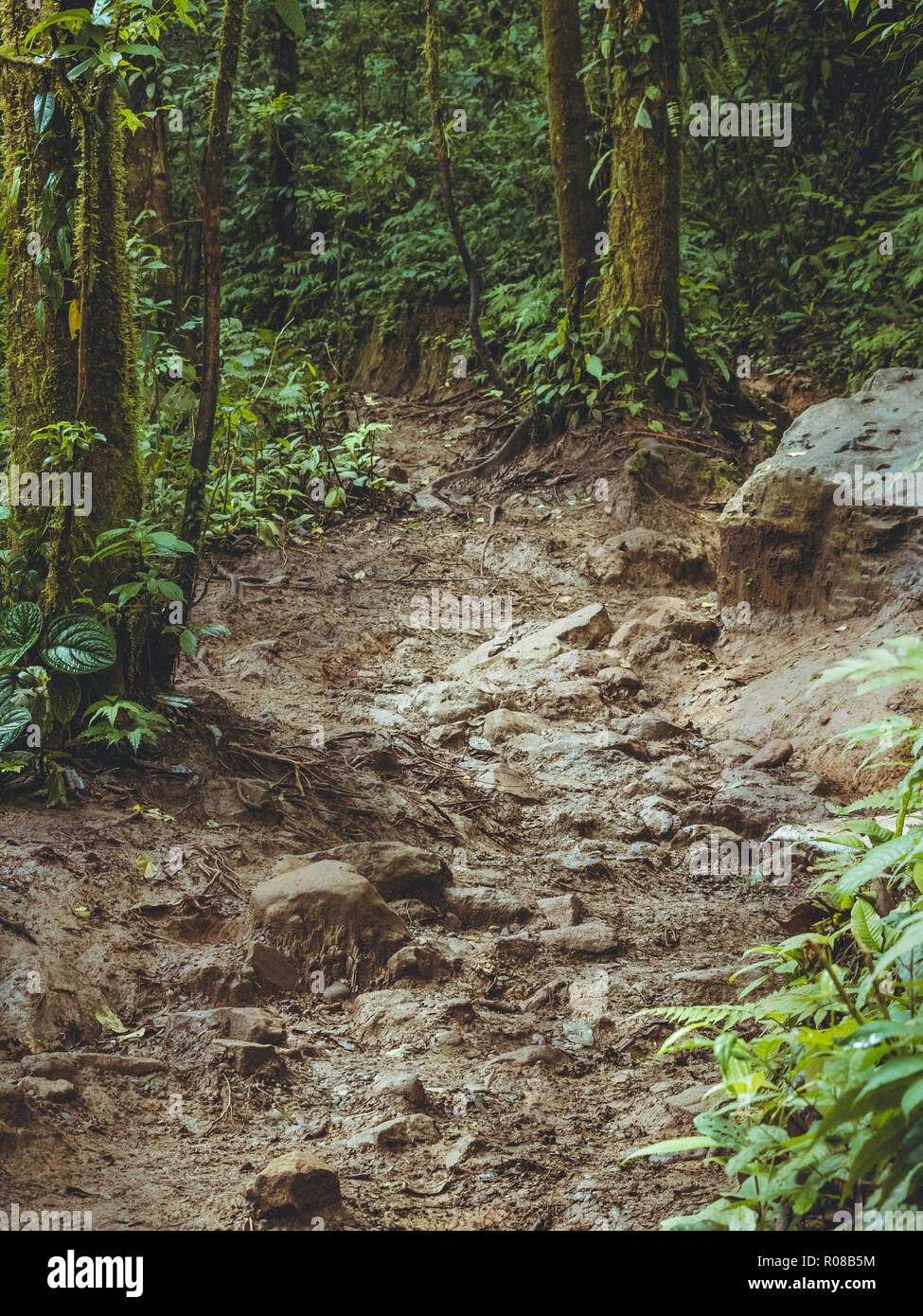 Muddy path in tropical forest Stock Photo - Alamy