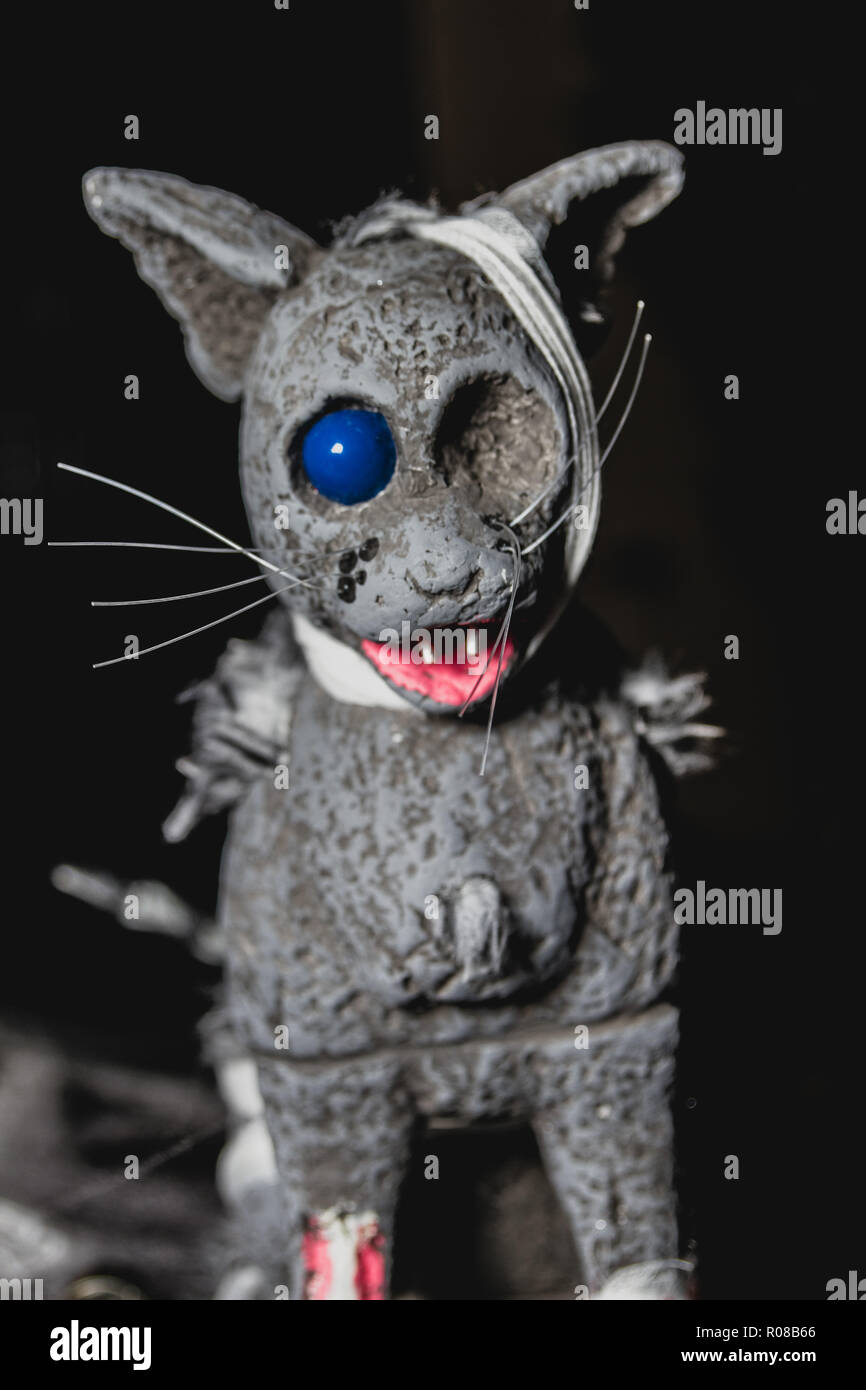 One eyed cat hi-res stock photography and images - Alamy