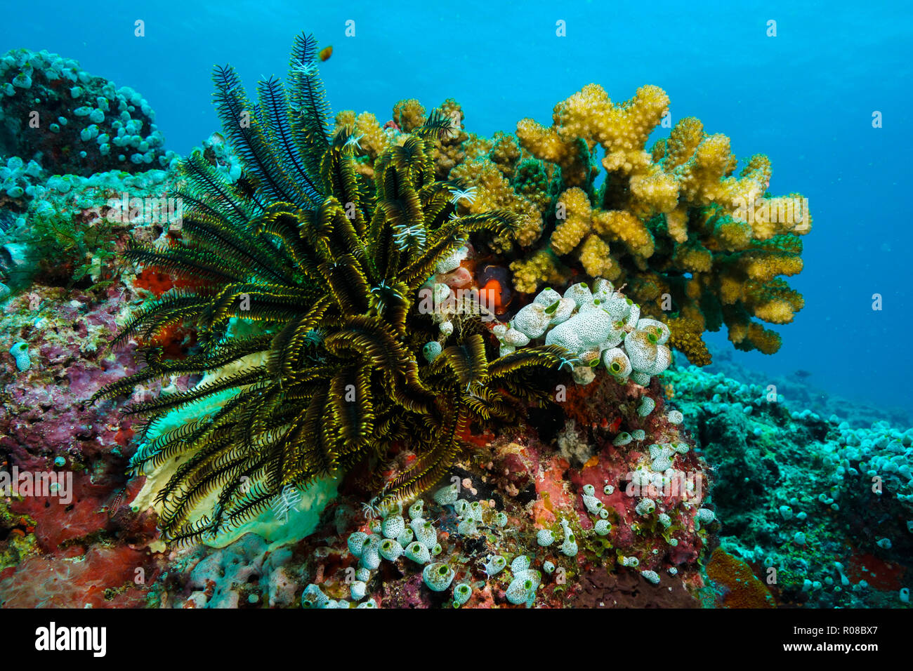 Feather Starfish at the Maldives Stock Photo - Alamy