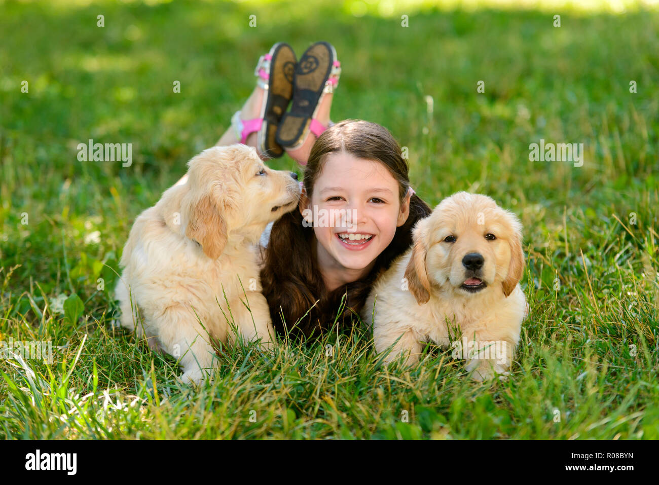 Golden retriever puppies and kid Stock Photo - Alamy
