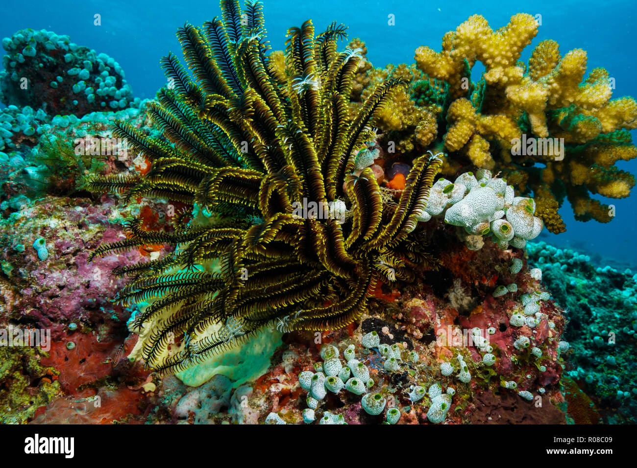 Blue feather starfish hi-res stock photography and images - Alamy
