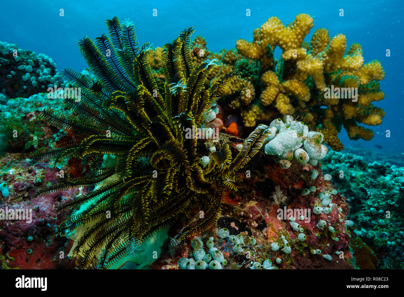 Feather Starfish at the Maldives Stock Photo - Alamy