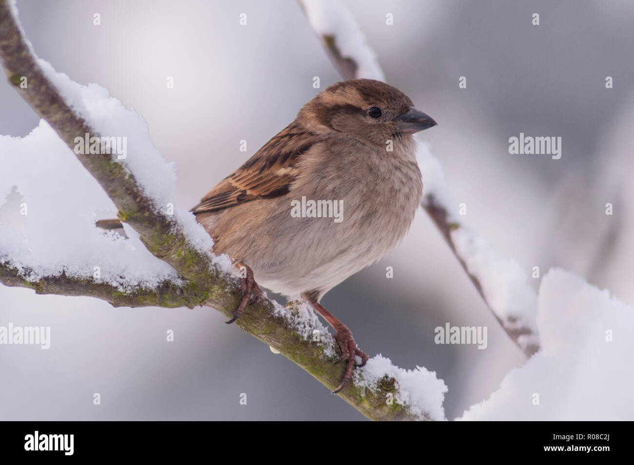Female House Sparrow Winter High Resolution Stock Photography and ...