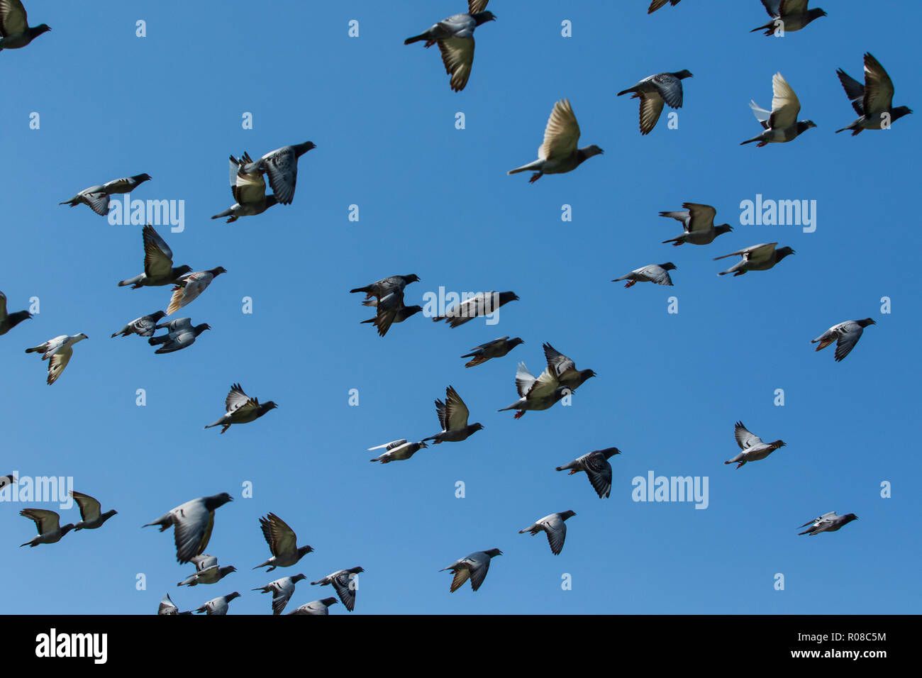 speed racing pigeon flying against clear blue sky Stock Photo - Alamy