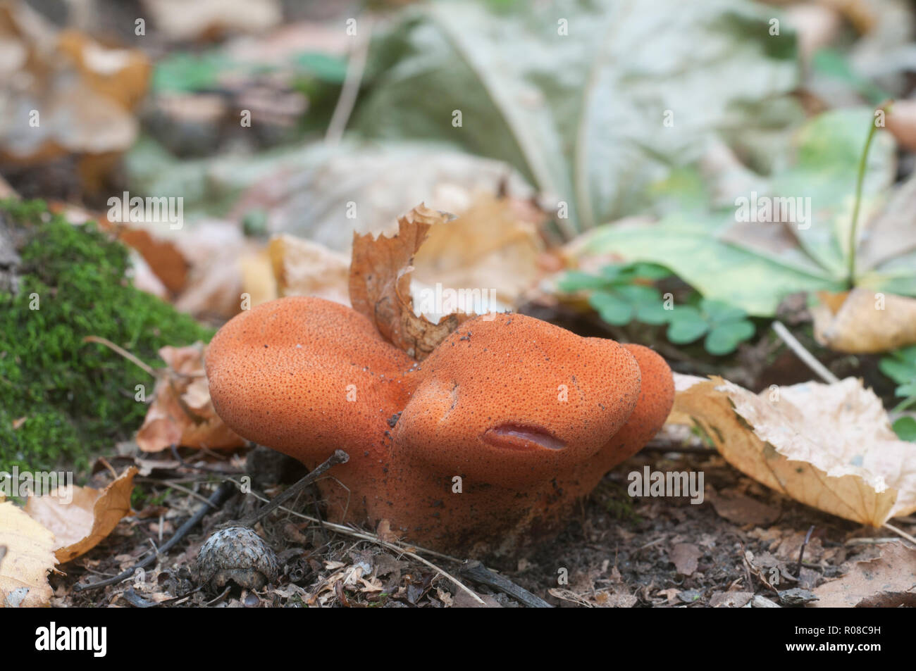 Fistulina hepatica (beefsteak fungus) mushroom, close up shot Stock ...